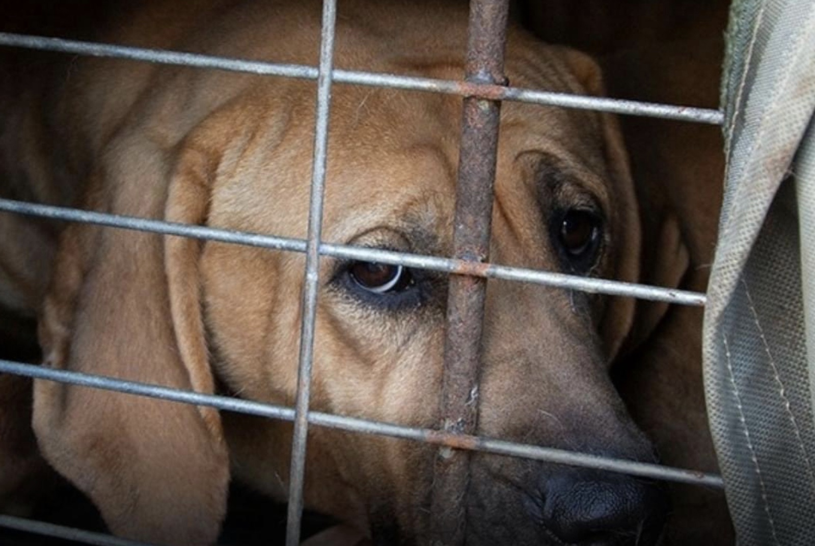 South Korea finally banning the sale of dog meat - Asia Times
