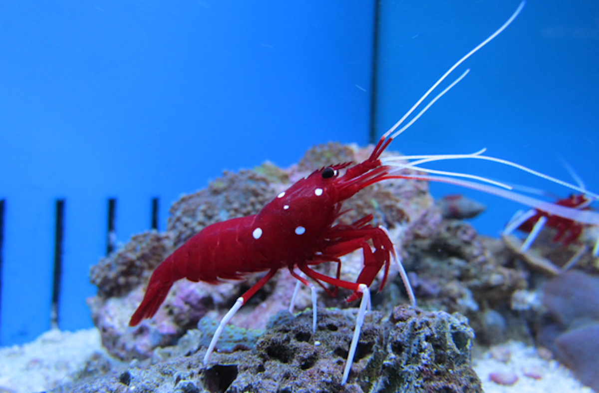 What a shrimp can teach us about nuclear fusion - Asia Times
