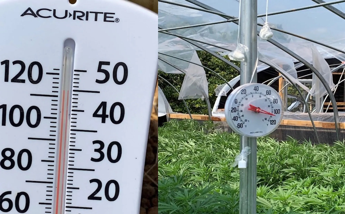 Chinese underworld takeover of US illicit pot trade - Asia Times